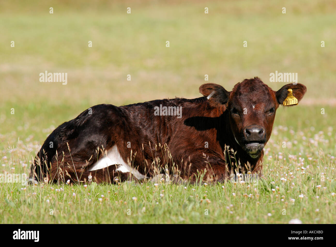 Cow sitting down hi-res stock photography and images - Alamy