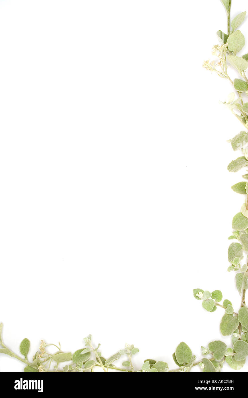 Organic greenery frames hi-res stock photography and images - Alamy