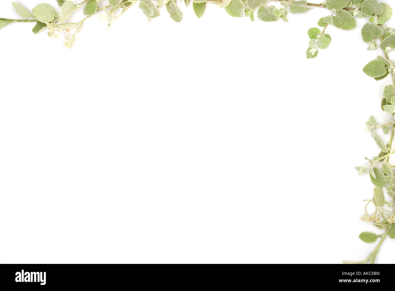 Organic greenery frames hi-res stock photography and images - Alamy