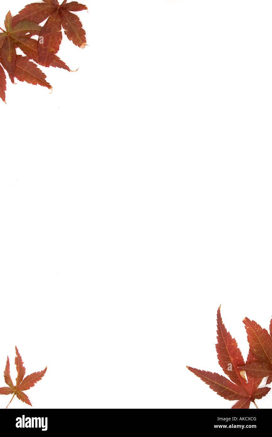 Botanical elements complement hi-res stock photography and images - Alamy