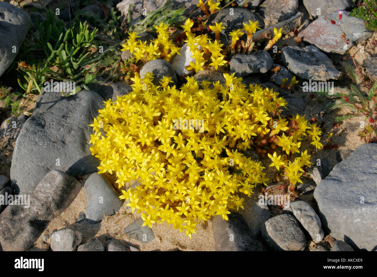 BITING STONECROP Sedum acre Growing on a Shingle Beach Stock Photo - Alamy