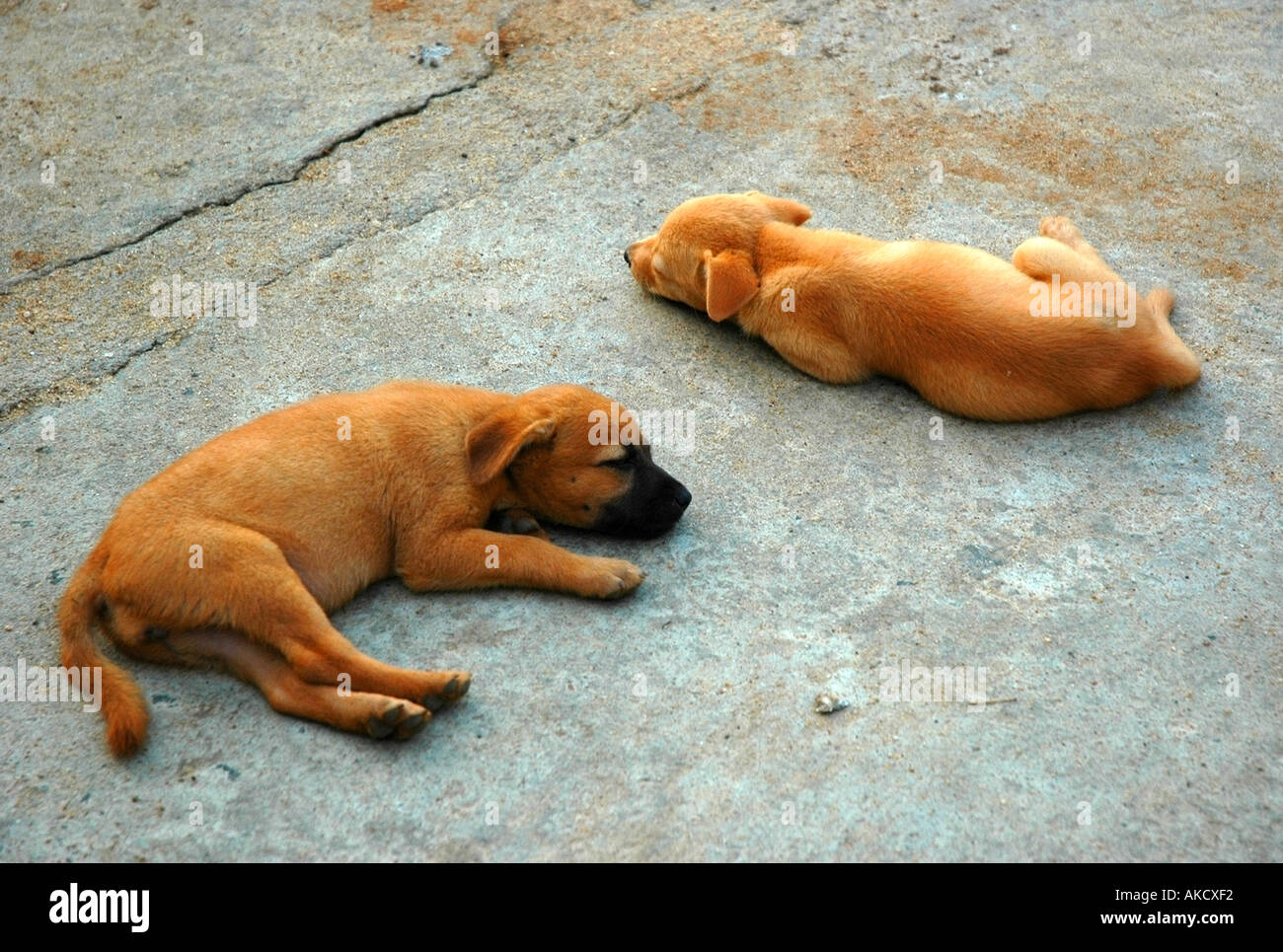 Sleeping dogs on pavement hi-res stock photography and images - Alamy