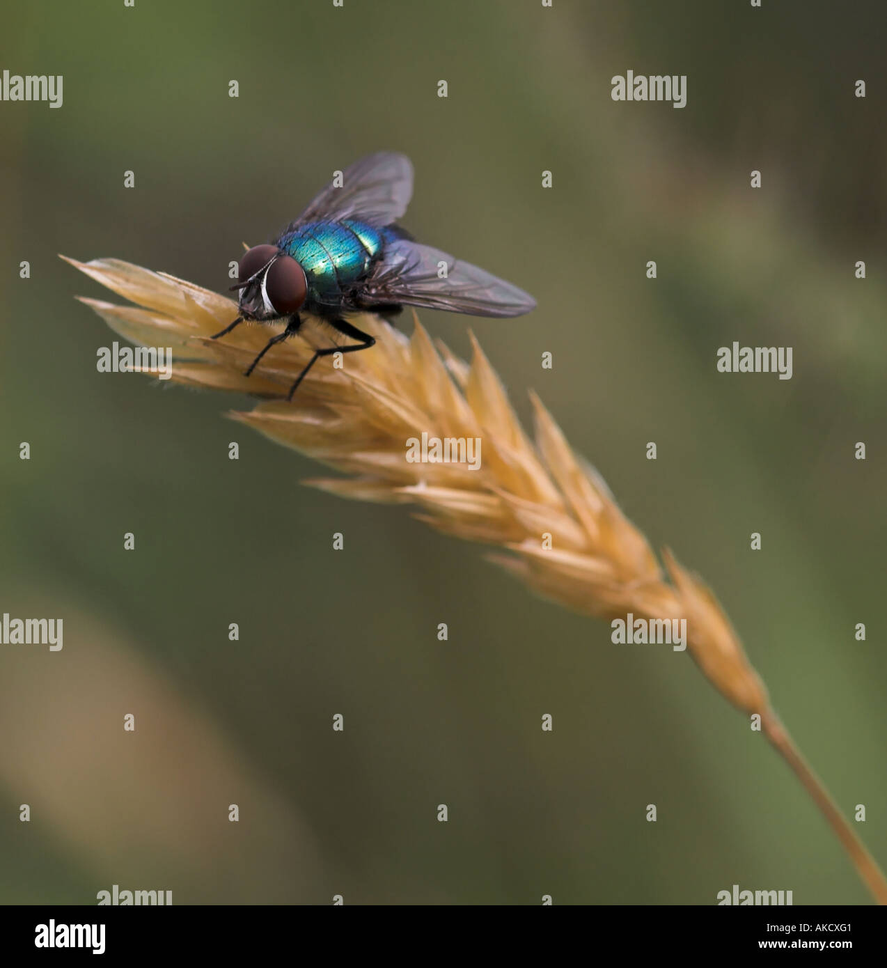 Diptera two wings hi-res stock photography and images - Alamy