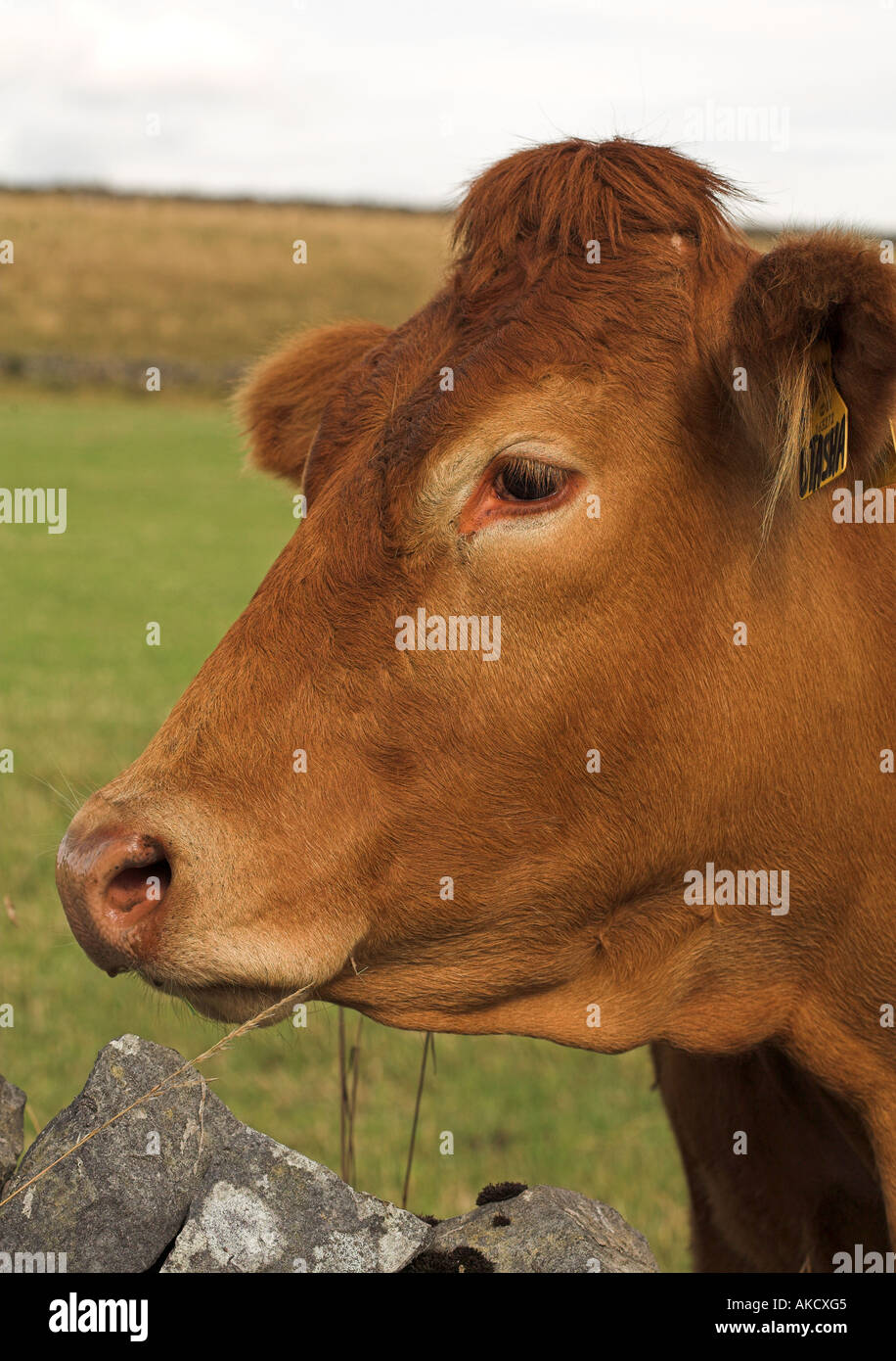 Devon Red Beef Cattle High Resolution Stock Photography and Images - Alamy