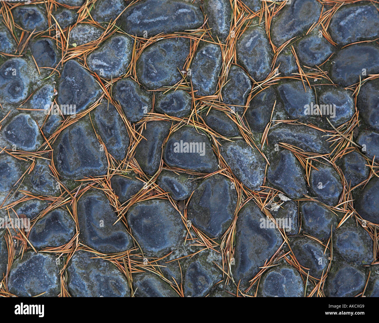 Pine needles highlight hi-res stock photography and images - Alamy