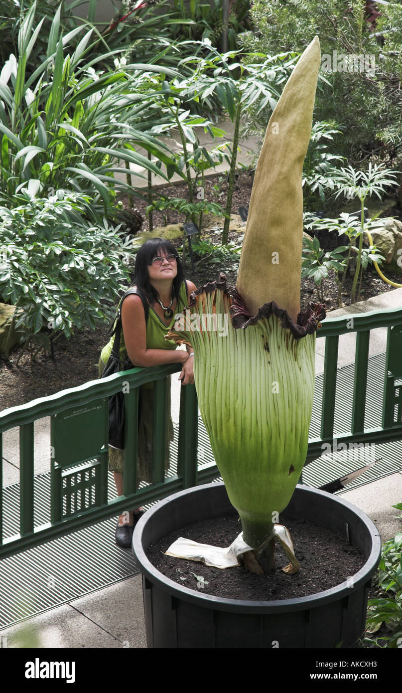 Amorphophallus titanum kew gardens hi-res stock photography and images ...