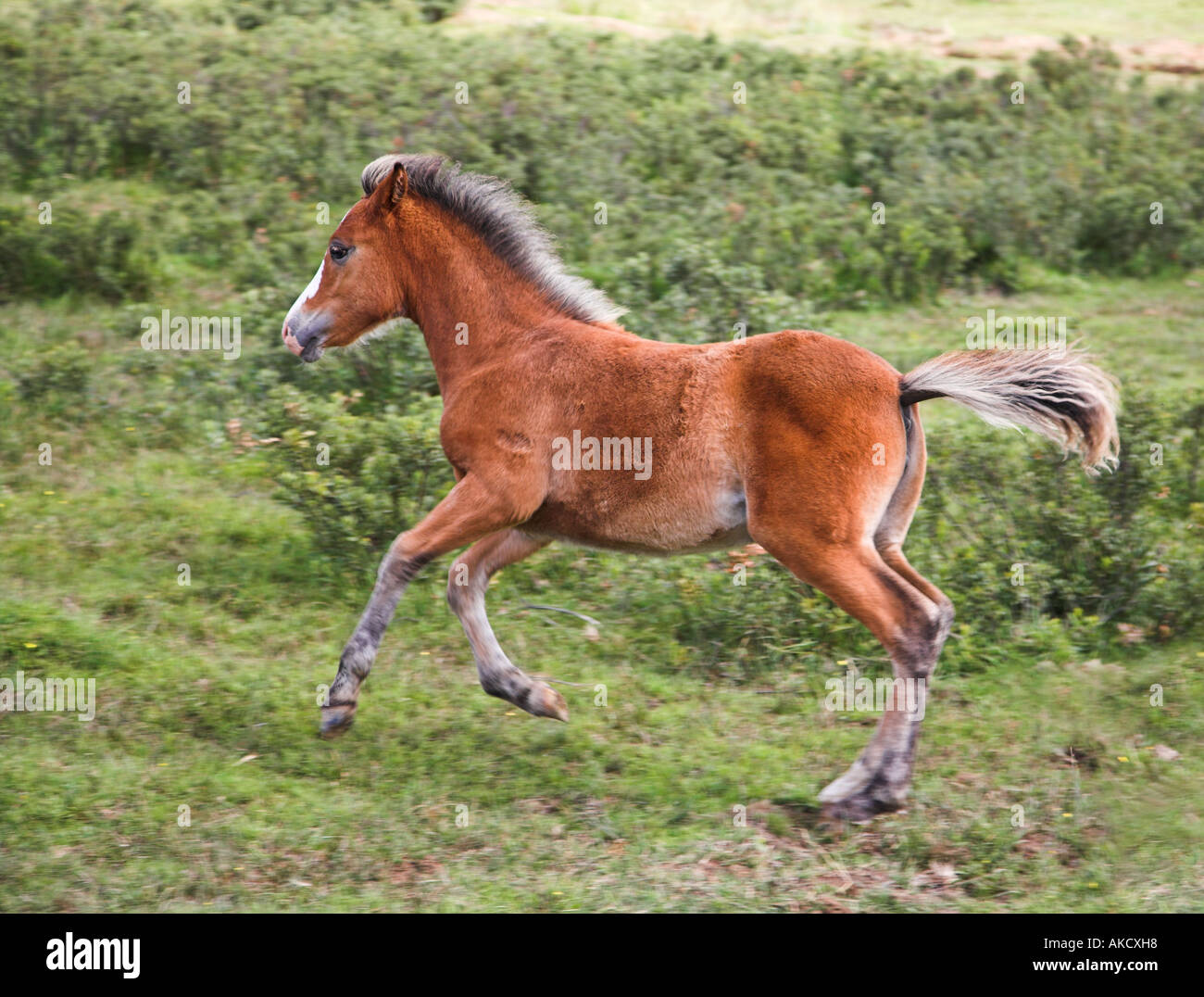 Flying gallop hi-res stock photography and images - Alamy