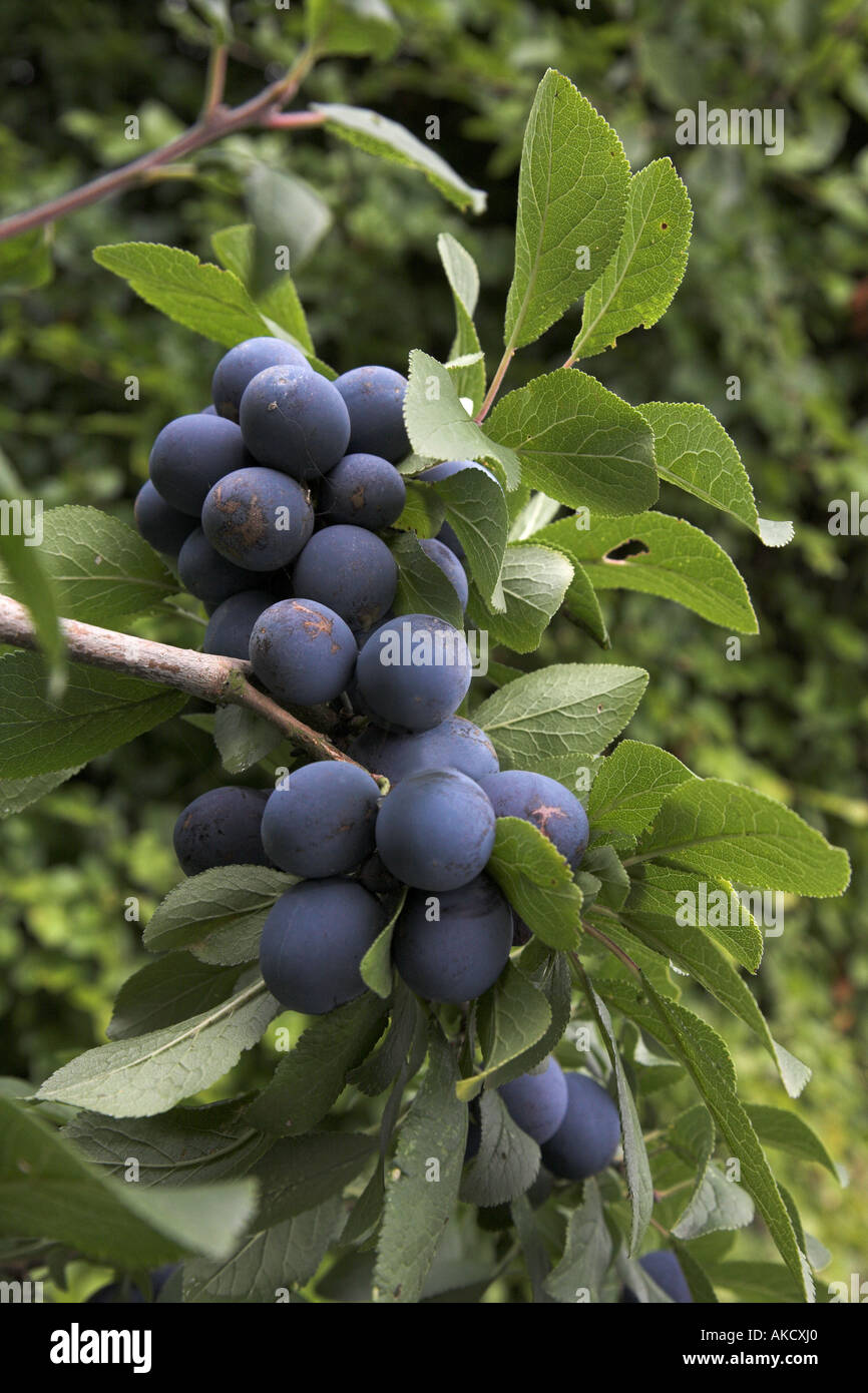 A good crop of Sloe berries on Blackthorn Prunus spinosa in Kent UK ...