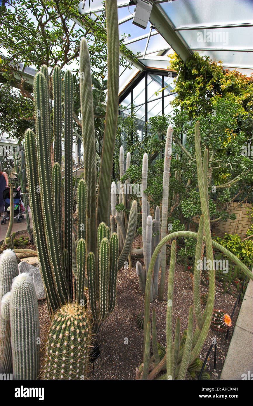 Cacti in the Princess of Wales Conservatory at Kew Gardens London Stock ...
