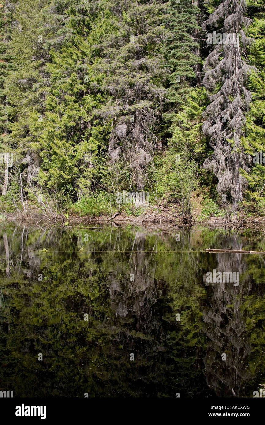 Trees reflected in water Stock Photo - Alamy