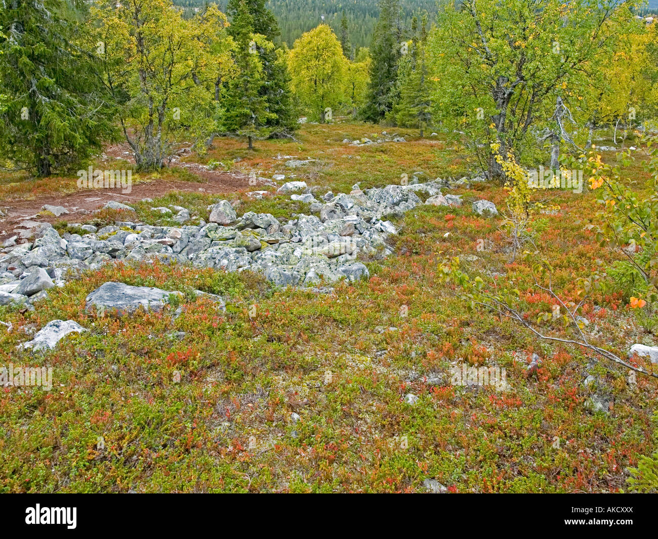 coloured fell landscape with birches in autumn colours in Lapland ...
