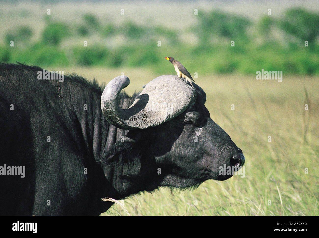 African ox hi-res stock photography and images - Alamy