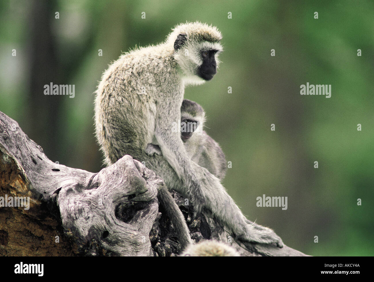 Female Black faced Vervet Monkey with her baby Ngorongoro Crater ...