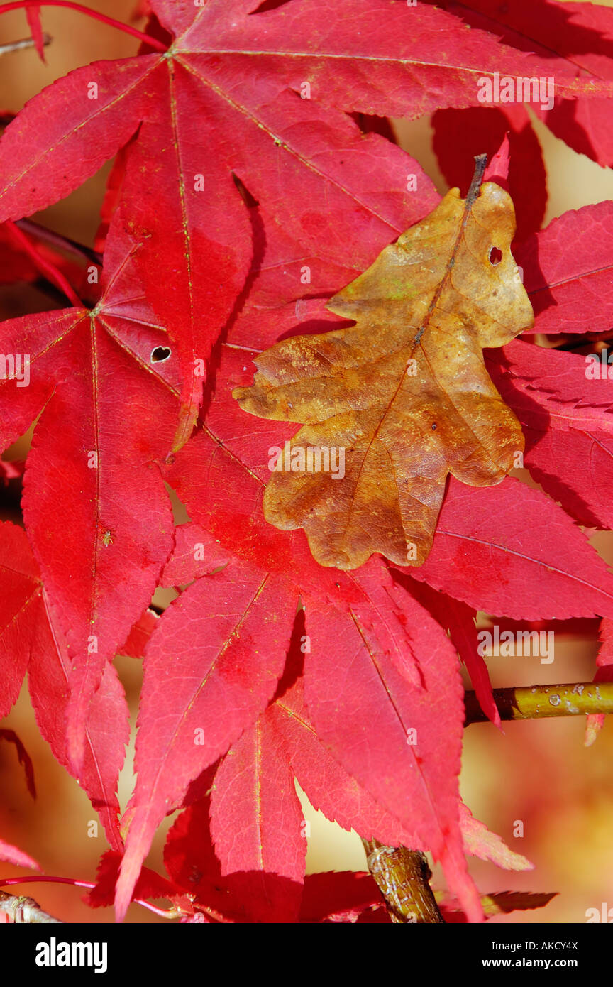 Japanese Maple Leaves Oak Leaf High Resolution Stock Photography and ...