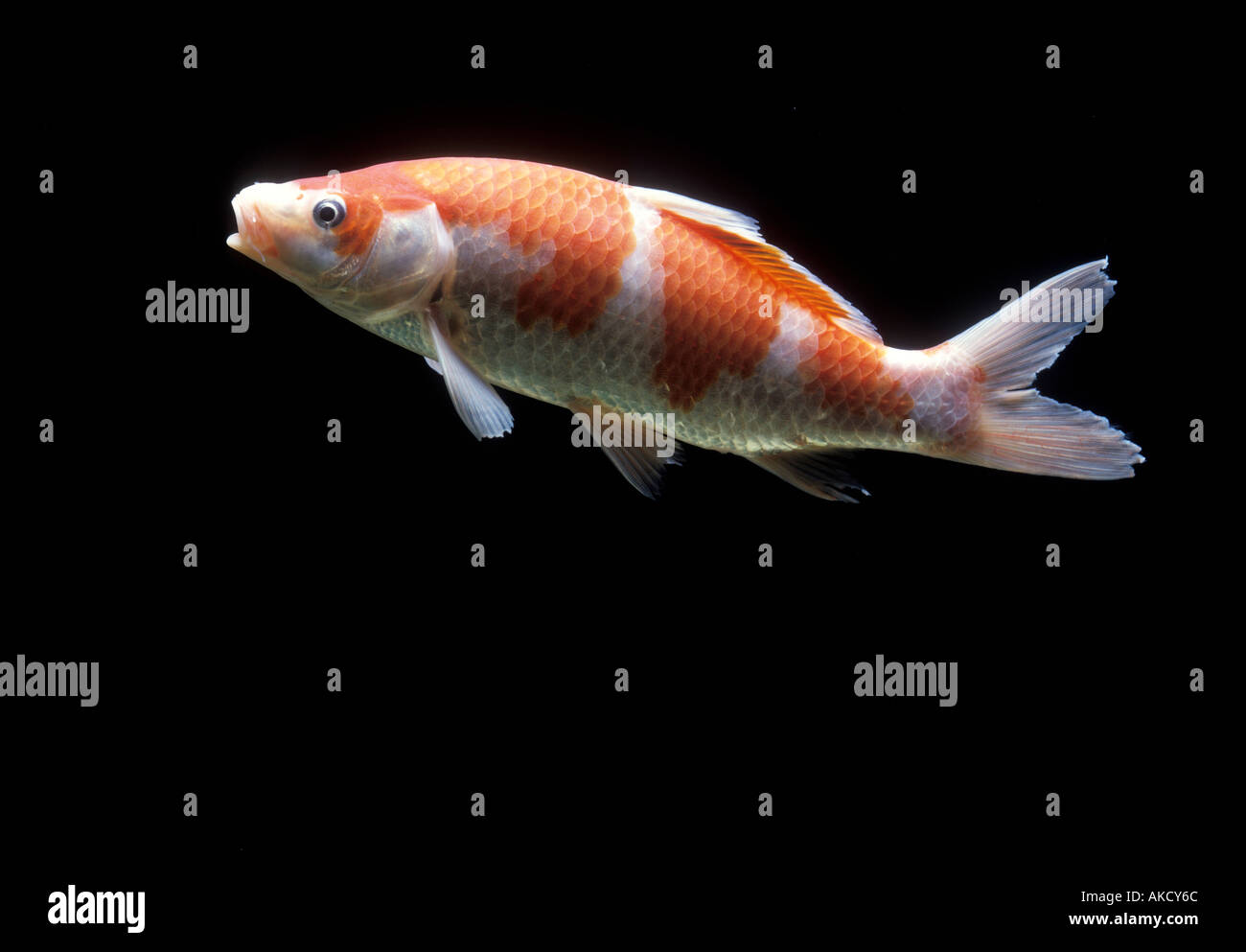 Labat hi-res stock photography and images - Alamy