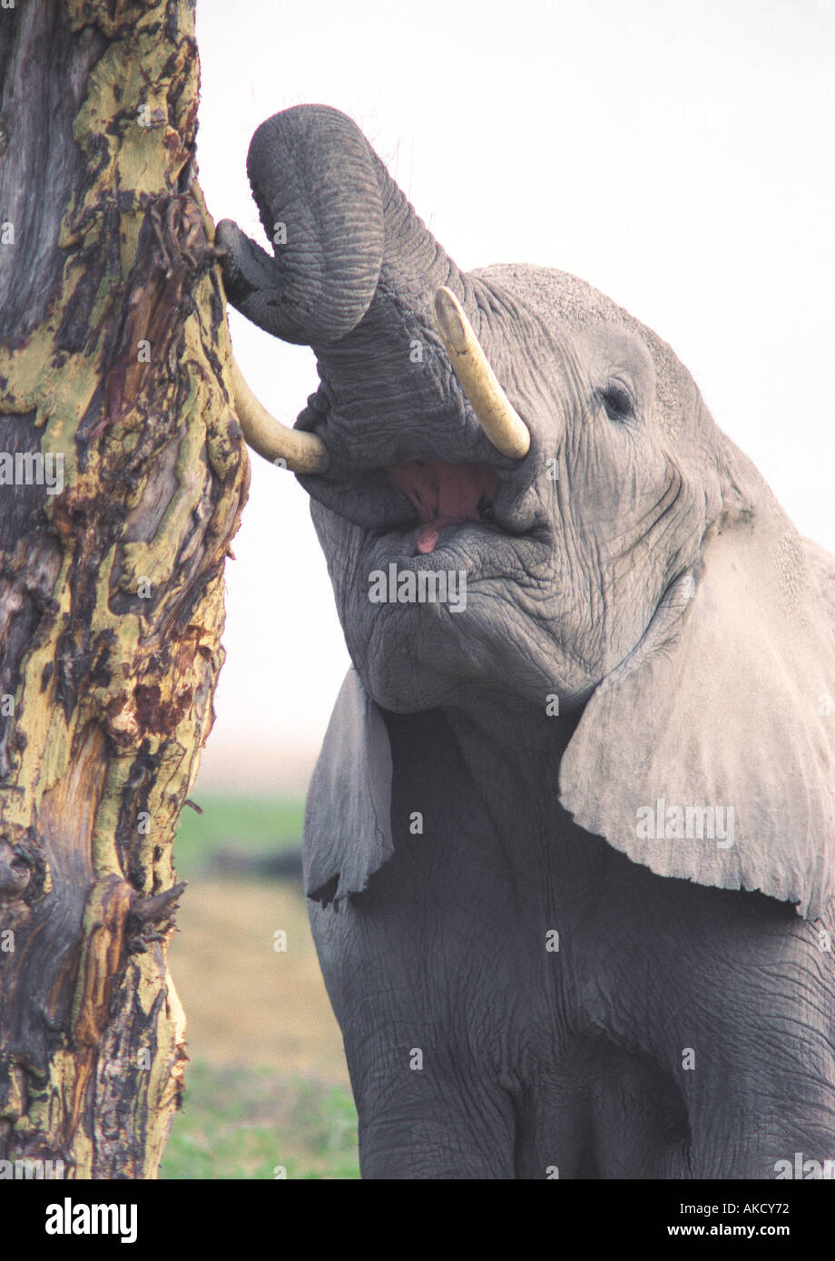 African elephant acacia bark hi-res stock photography and images - Alamy