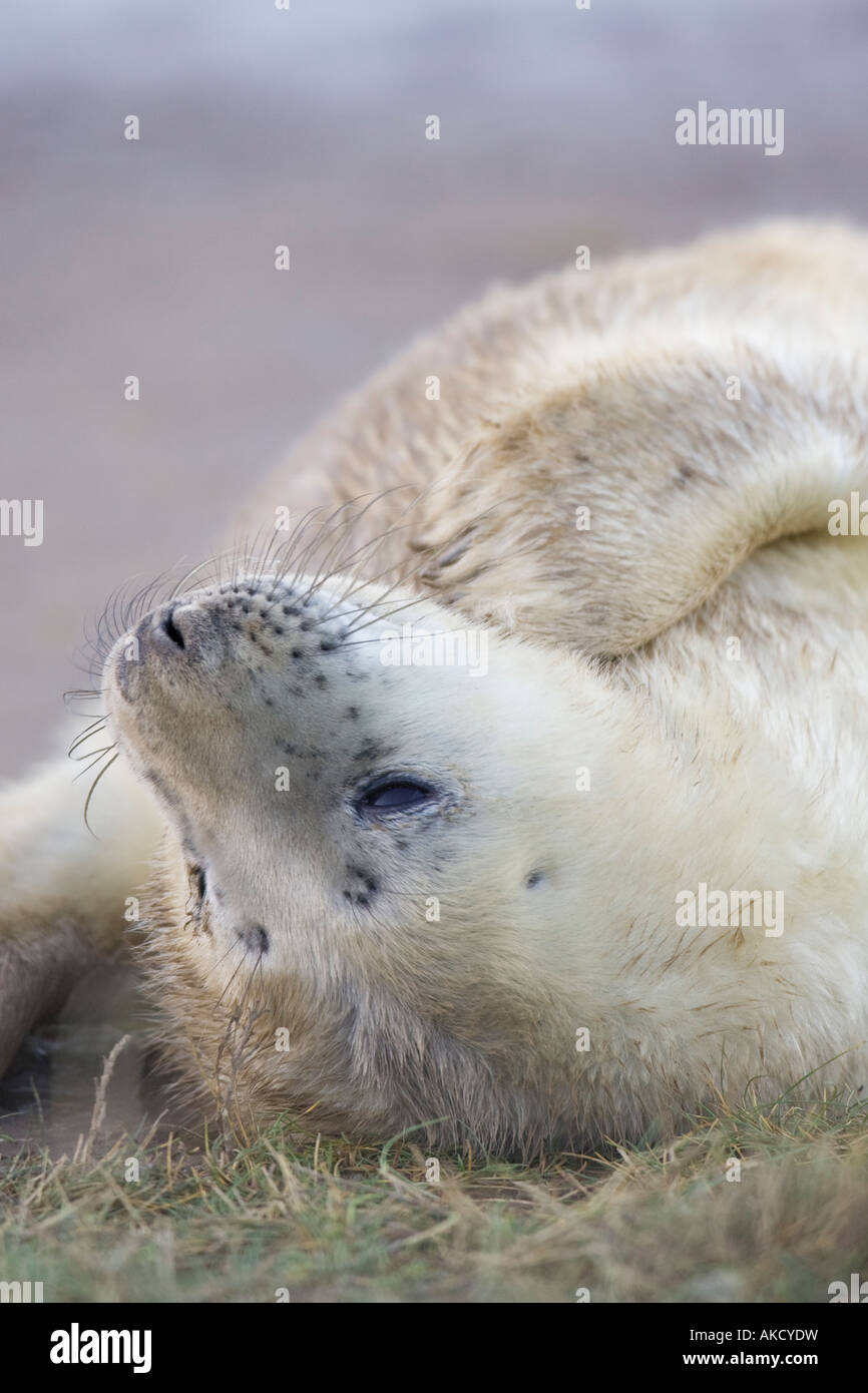 Chin Scratch High Resolution Stock Photography and Images - Alamy