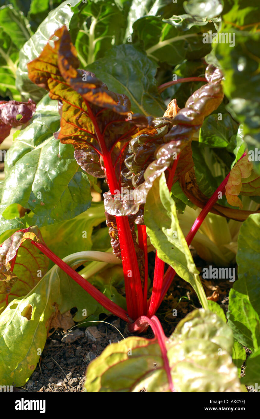 Rhubarb growing in a garden - Rheum rhabarbarum Stock Photo - Alamy
