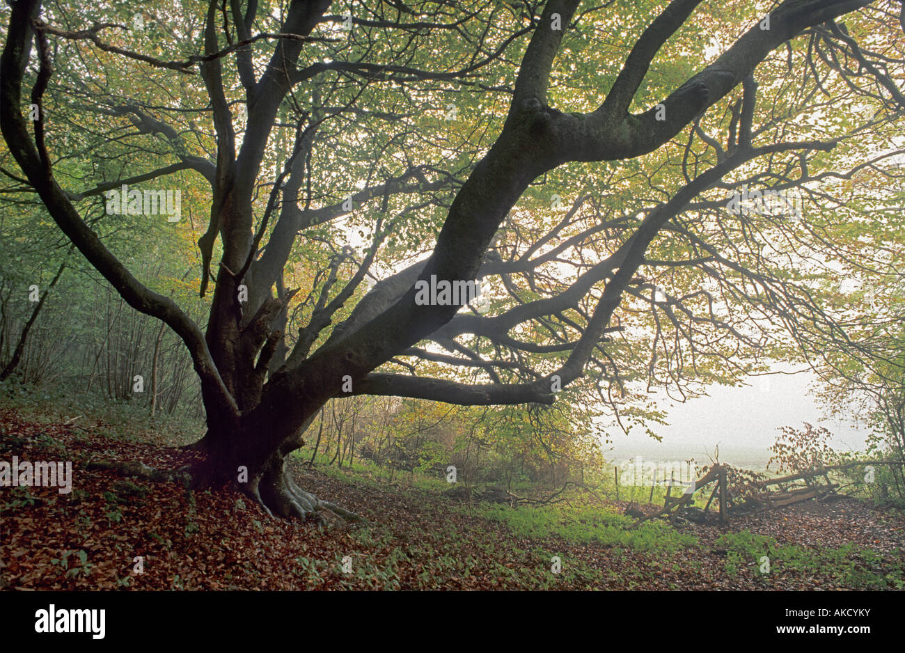 Beech tree Fagus sylvatica Kent England Autumn Stock Photo - Alamy