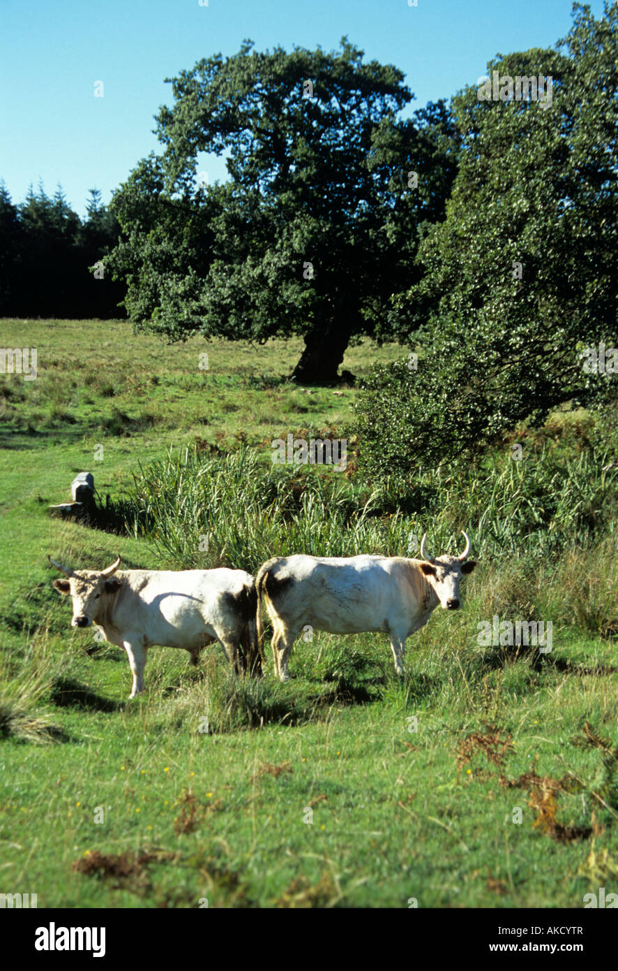 Chillingham wild cattle hi-res stock photography and images - Alamy