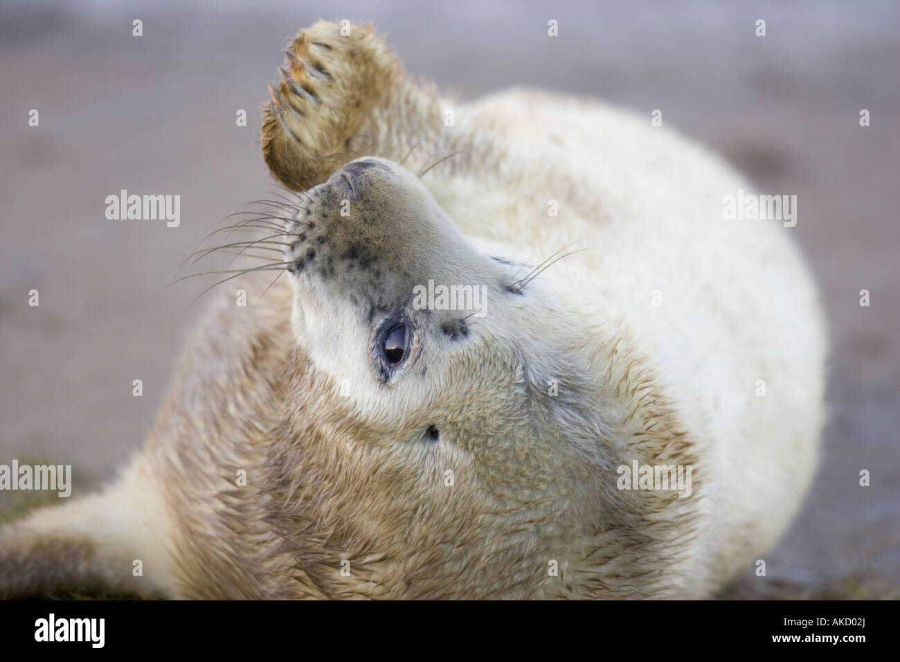 Atlantic Grey Seal pup on back waving flipper Stock Photo - Alamy