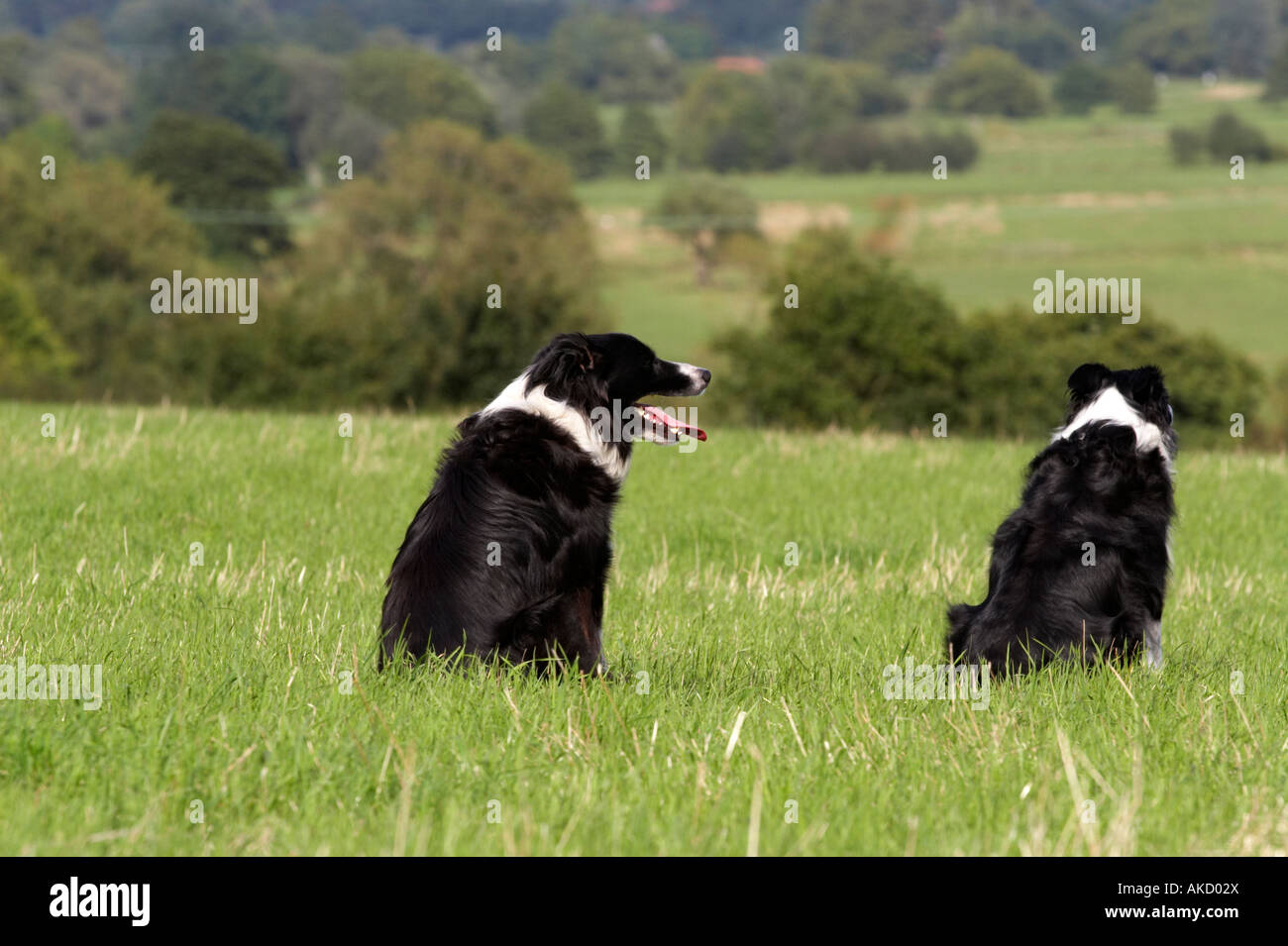 Border Collies in open countryside Stock Photo - Alamy