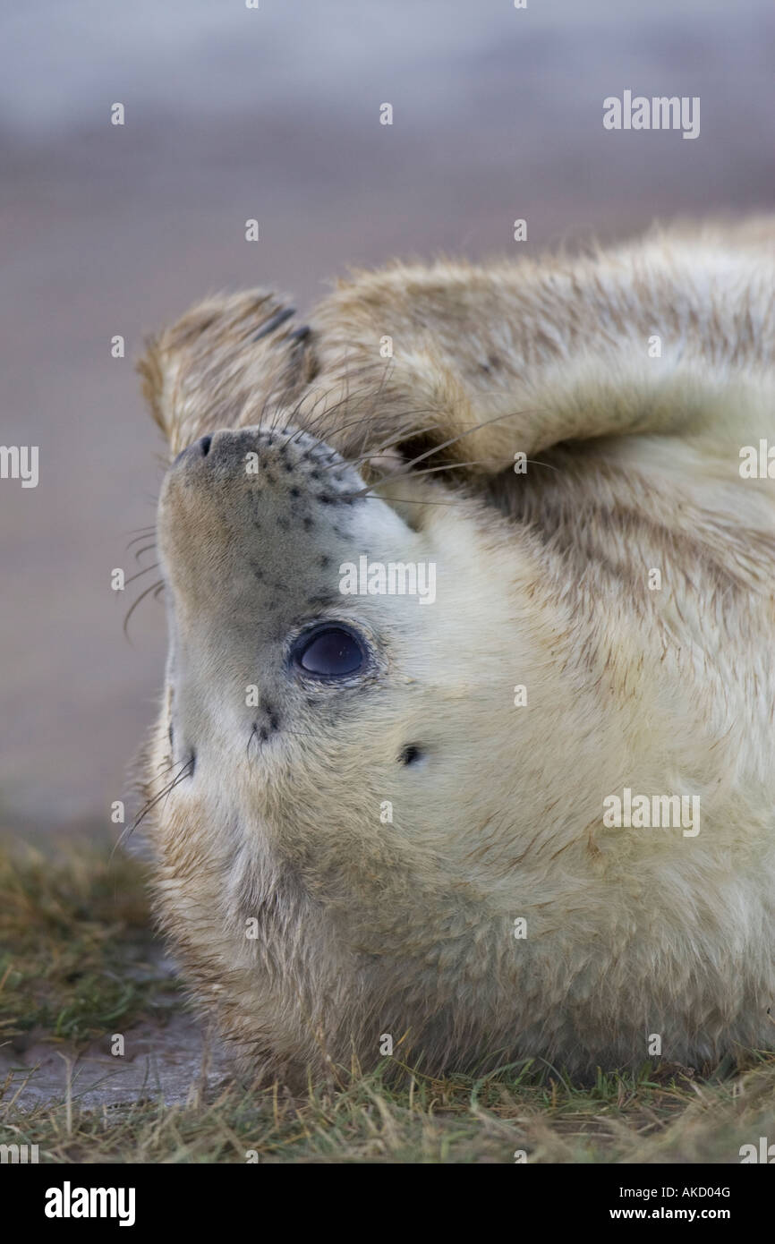 Close-up of Atlantic Grey Seal pup nibbling flippers Stock Photo - Alamy