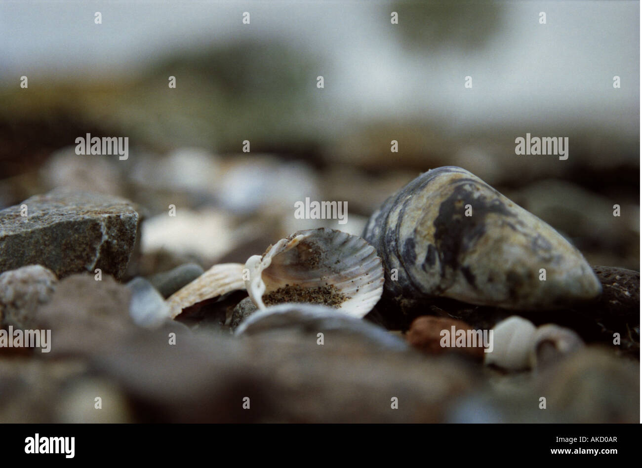 Norway shell hi-res stock photography and images - Alamy