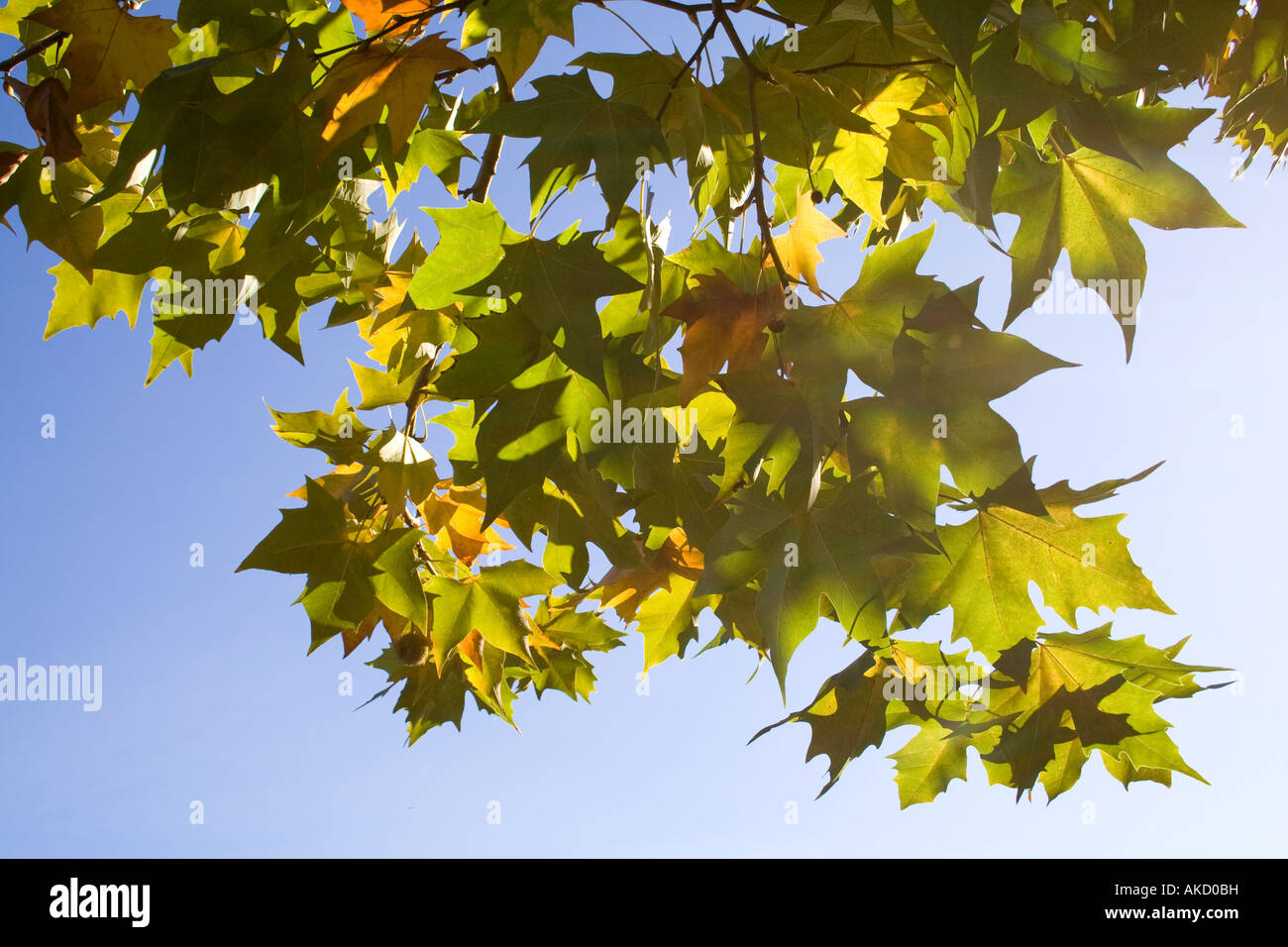 Bright platanus tree leaves backlit at sunset in Autumn Stock Photo - Alamy