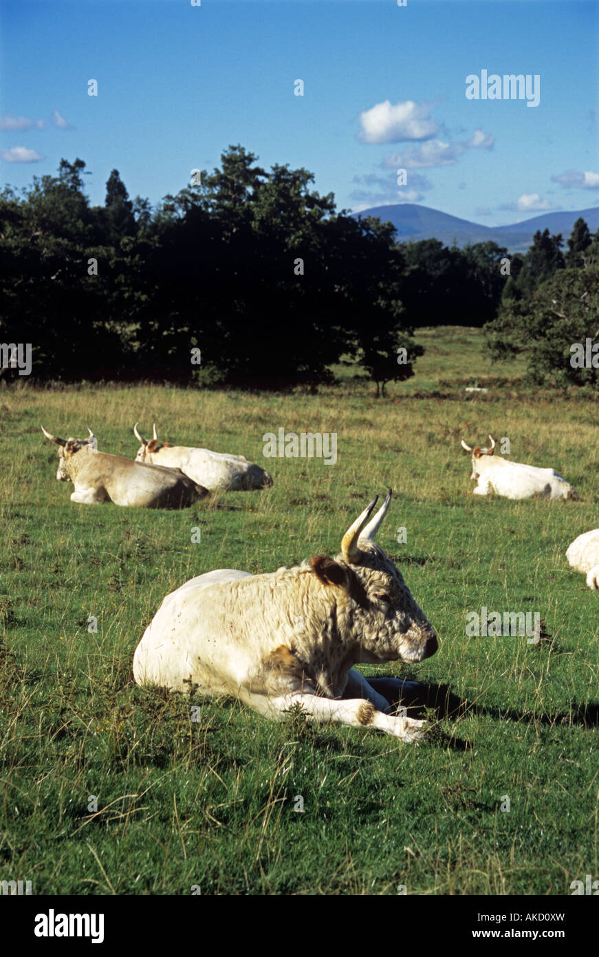 Chillingham wild cattle hi-res stock photography and images - Alamy