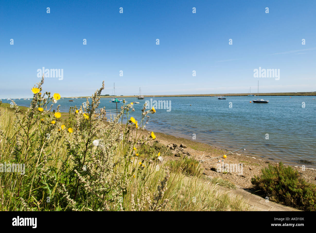 Wild Flowers And Yachts Sailing Boats Under A Deep Blue Sky On The ...
