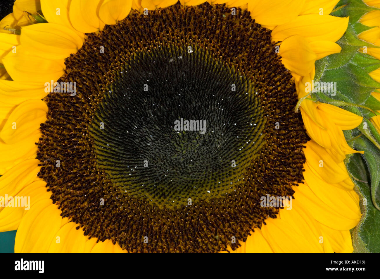 Sunflower close up hi-res stock photography and images - Alamy