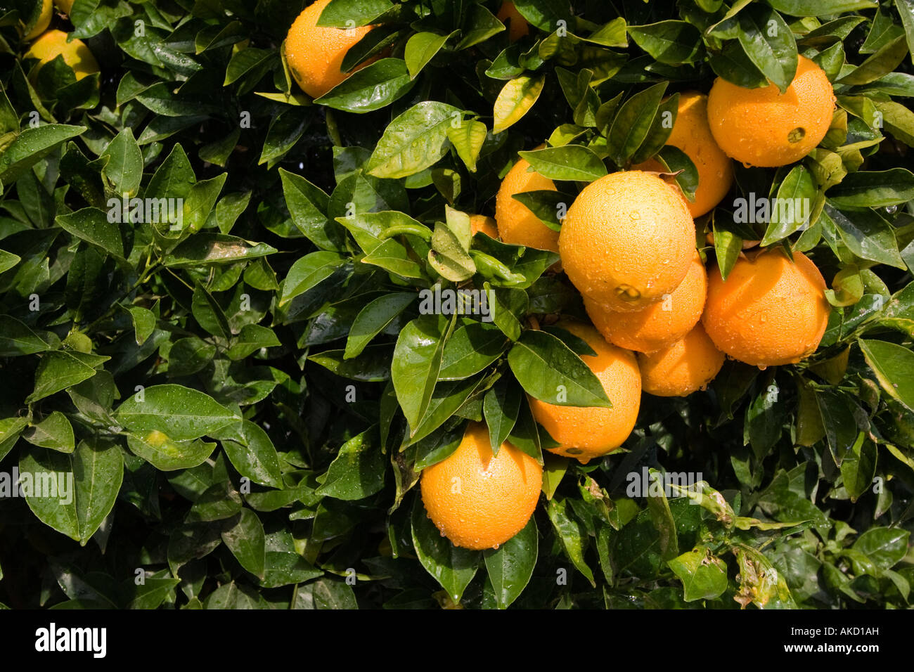 ripe oranges hanging on orange tree Stock Photo - Alamy