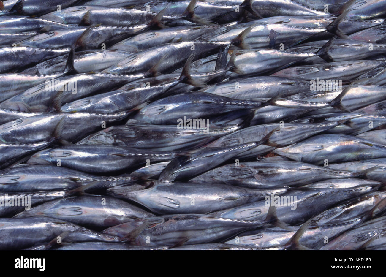 Tuna fishing maldives fishermen hi-res stock photography and images - Alamy