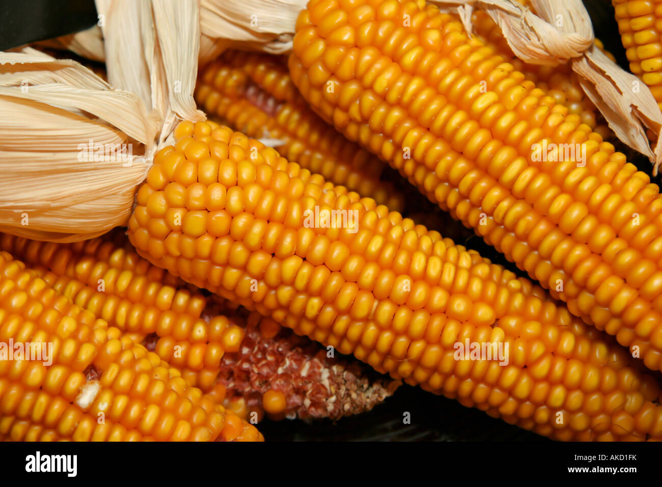 several dried corn kernels close up Stock Photo - Alamy