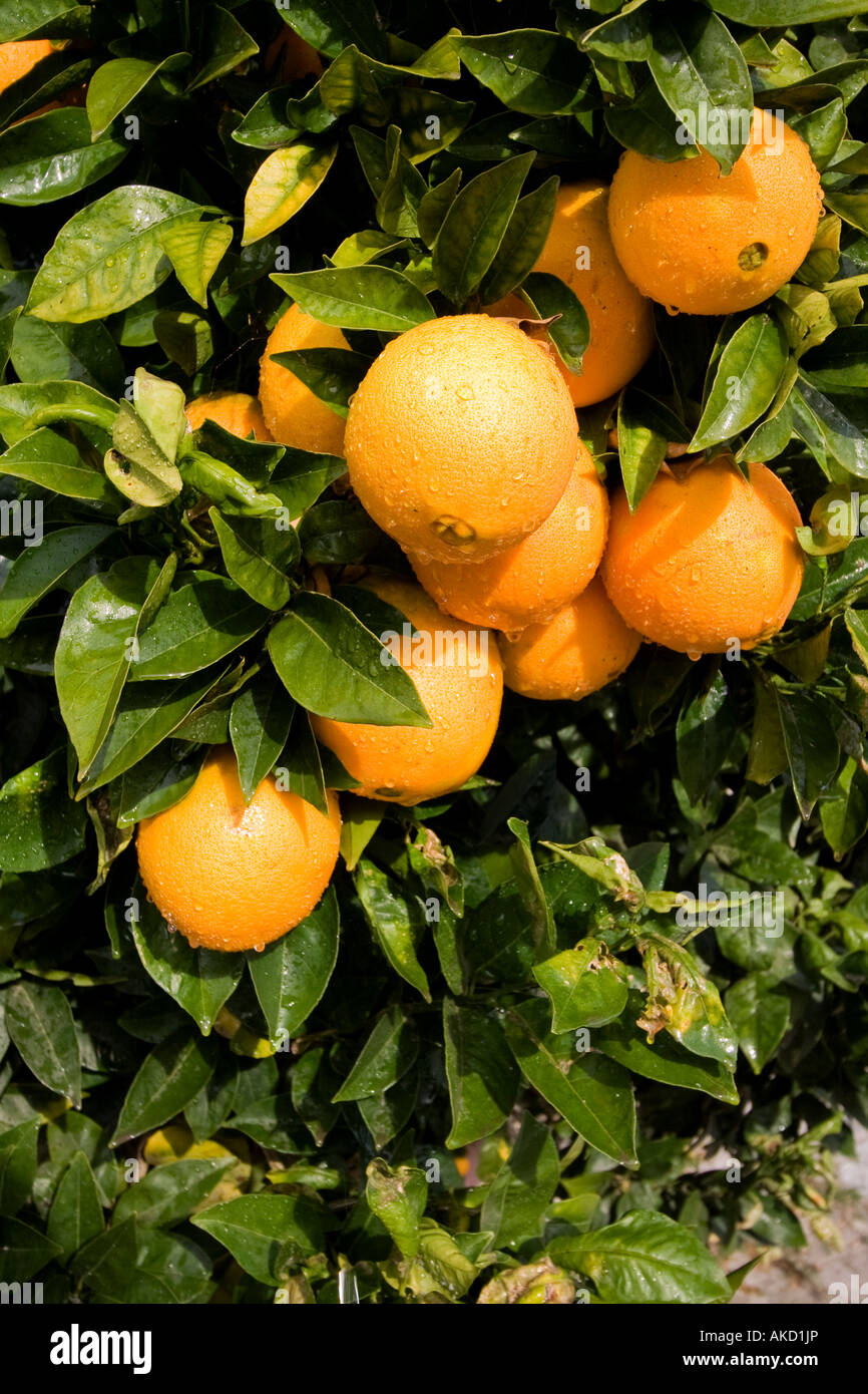 ripe oranges hanging on orange tree Stock Photo - Alamy