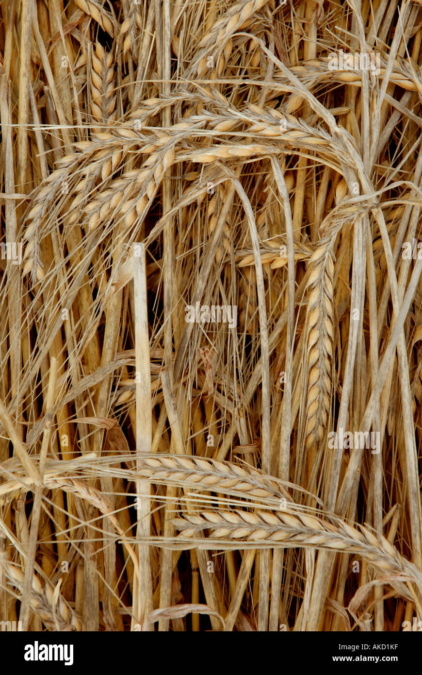 Vertical close-up of wheat heads Stock Photo - Alamy