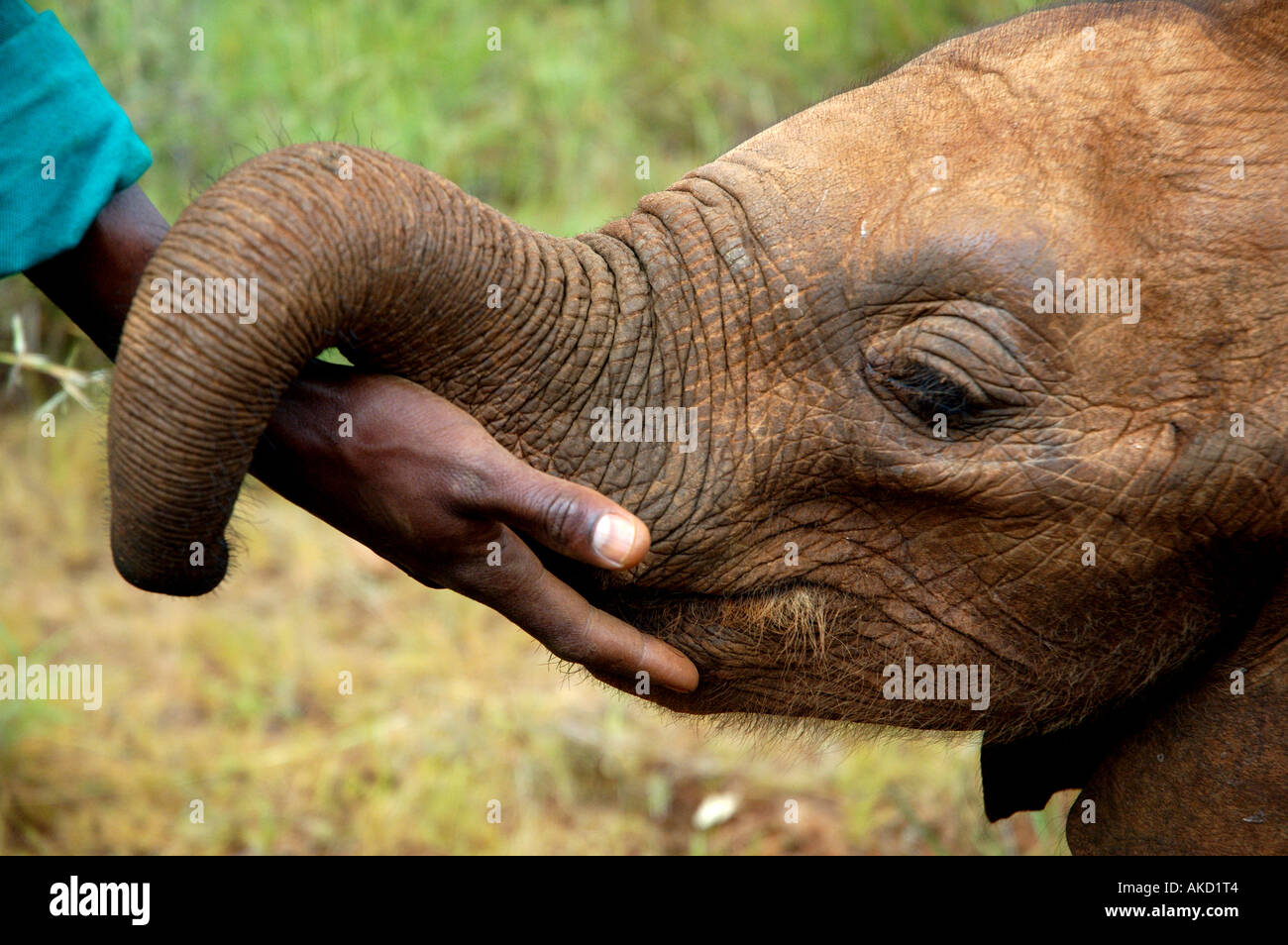 A 'handshake' between friends at David Sheldrick Wildlife Trust in ...
