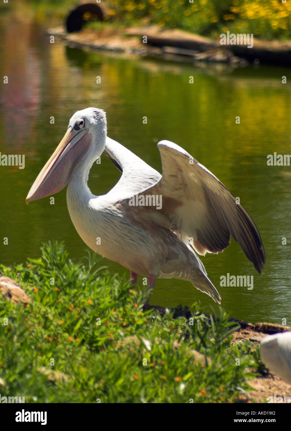 Pink backed pelican Stock Photo - Alamy