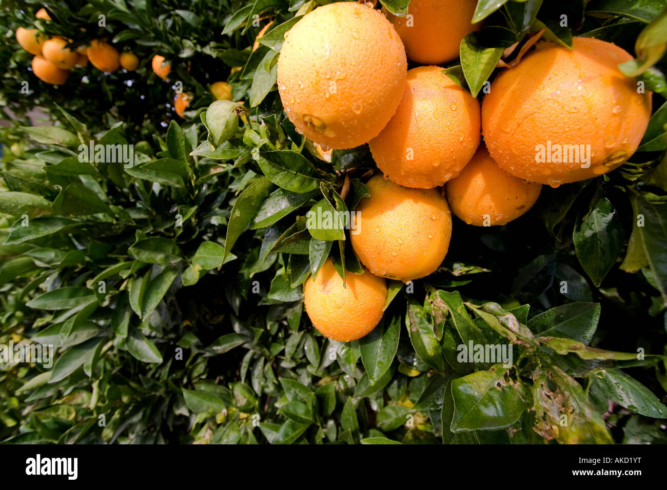 ripe oranges hanging on orange tree Stock Photo - Alamy