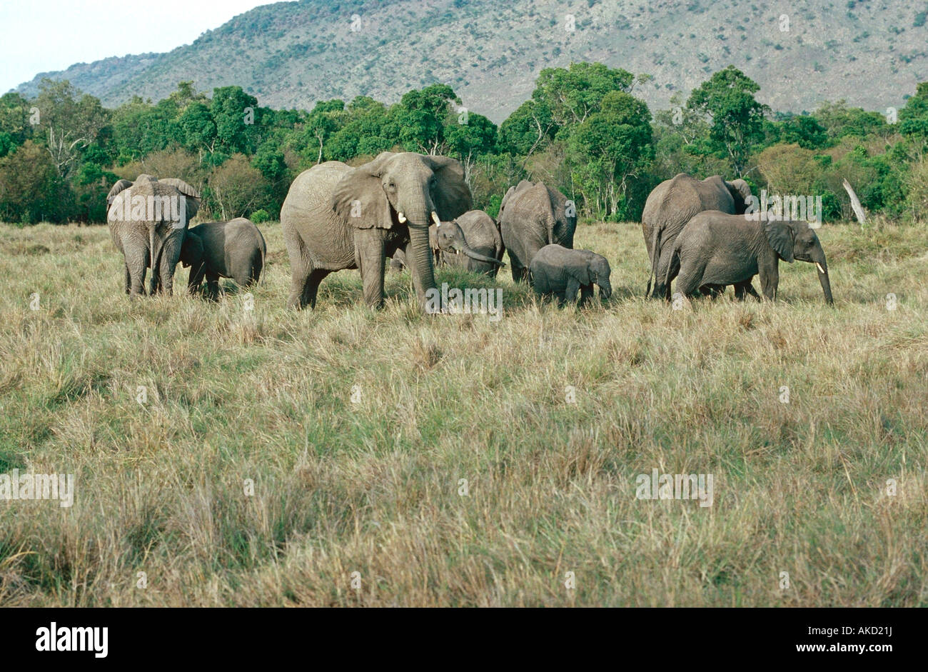 South african elephants hi-res stock photography and images - Alamy