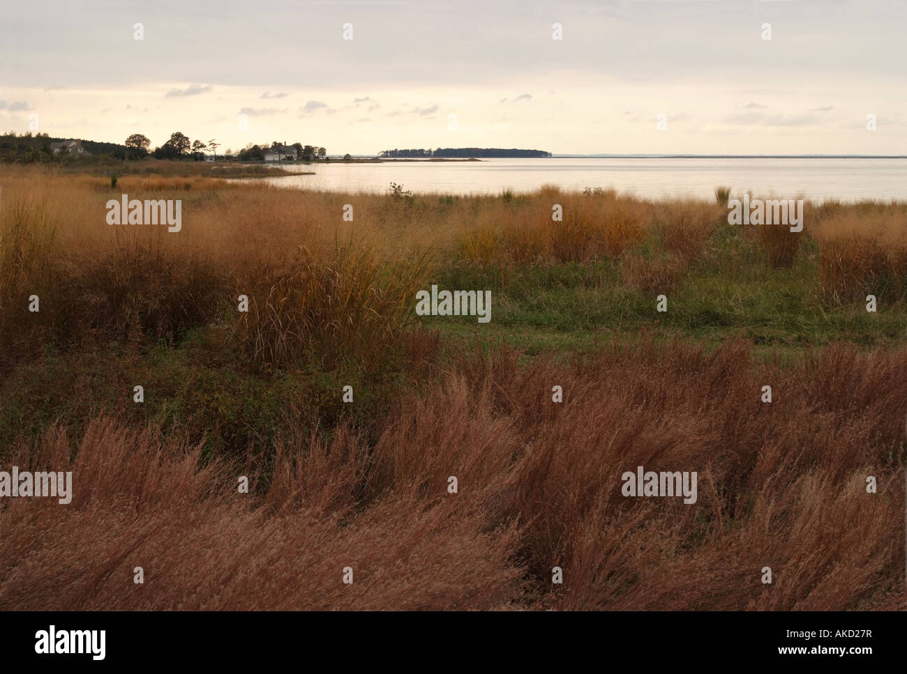 Chesapeake bay marsh grass hi-res stock photography and images - Alamy