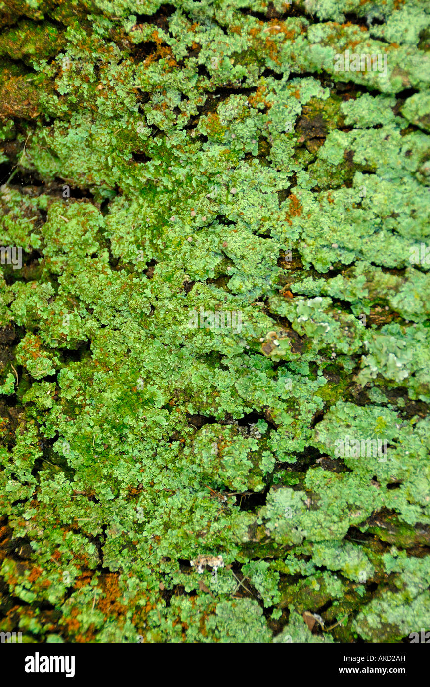 Green moss on bark Stock Photo - Alamy