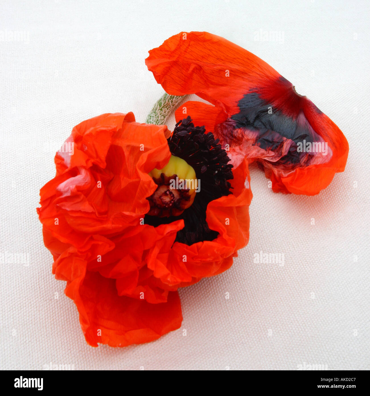 Ladybird poppy seeds hi-res stock photography and images - Alamy