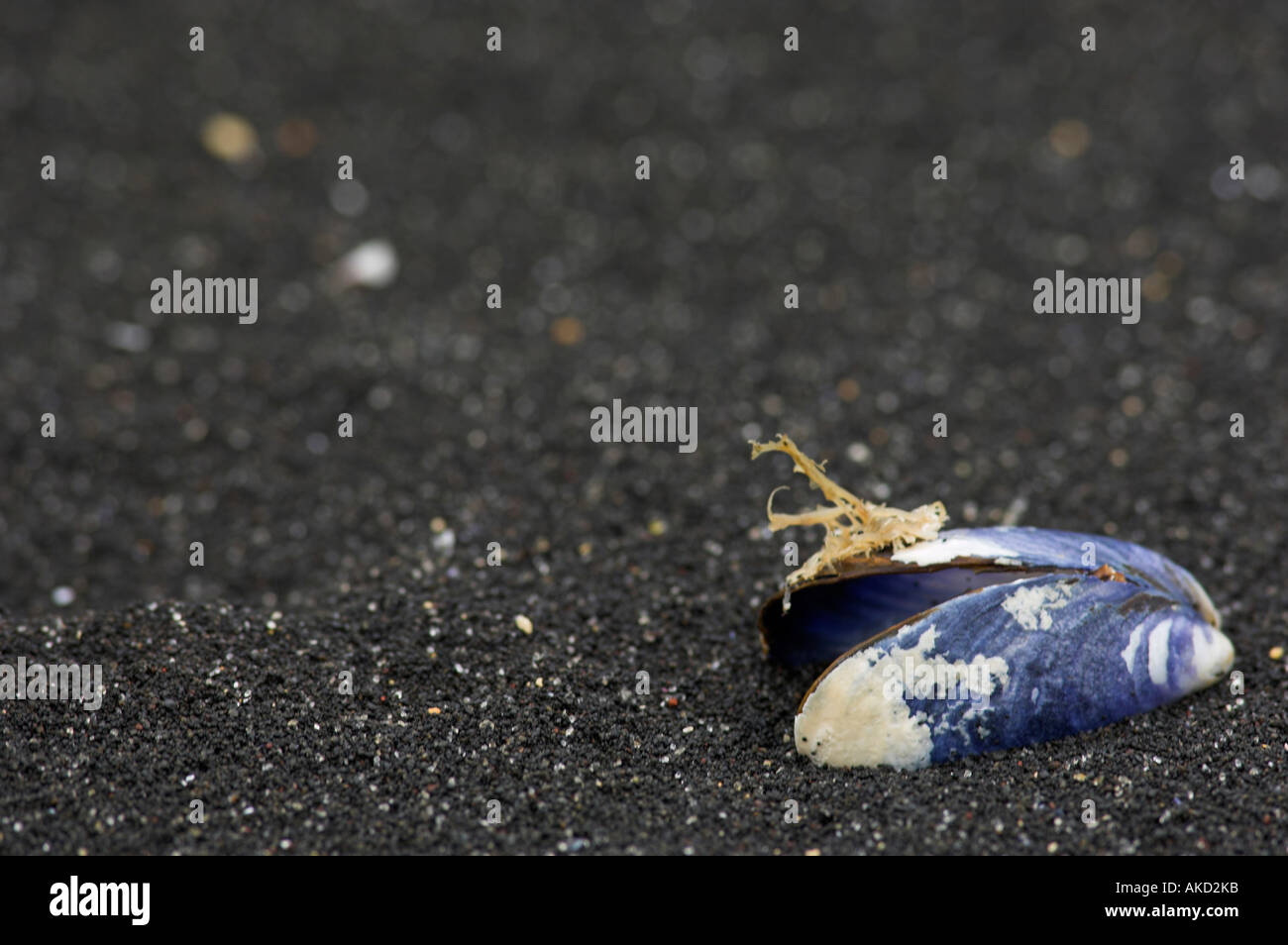 Shell lying in the sand hi-res stock photography and images - Alamy