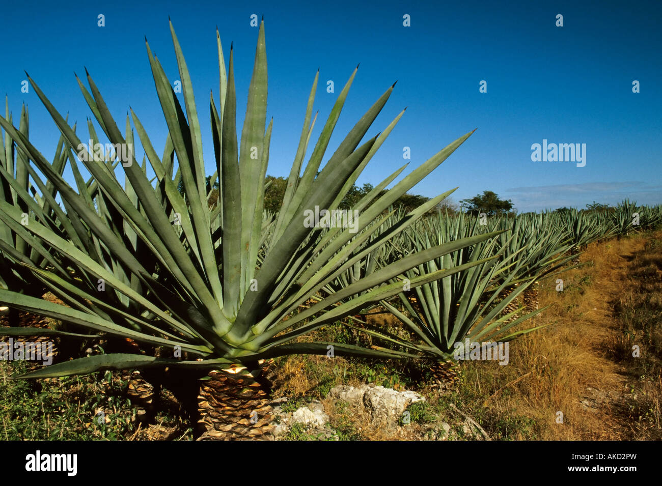 Sisal Plantation Stock Photos & Sisal Plantation Stock Images - Alamy