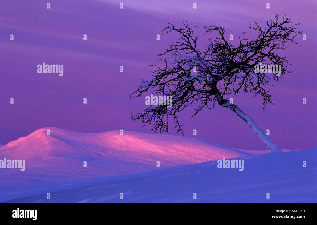 Birch tree in front of mount Salsfjellet . Hedmark fylke , Norway Stock ...
