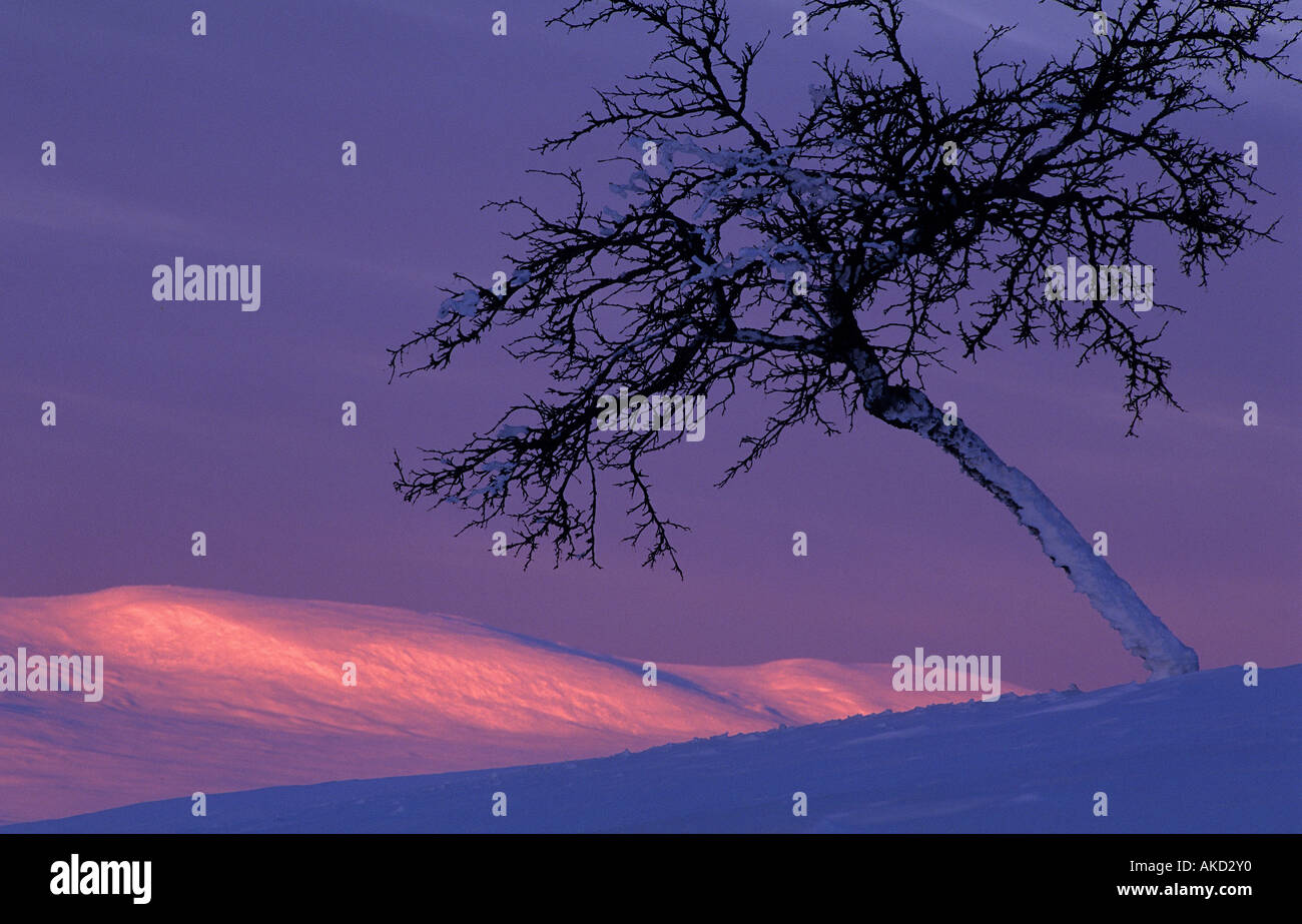 Birch tree in front of mount Salsfjellet . Hedmark fylke , Norway Stock ...