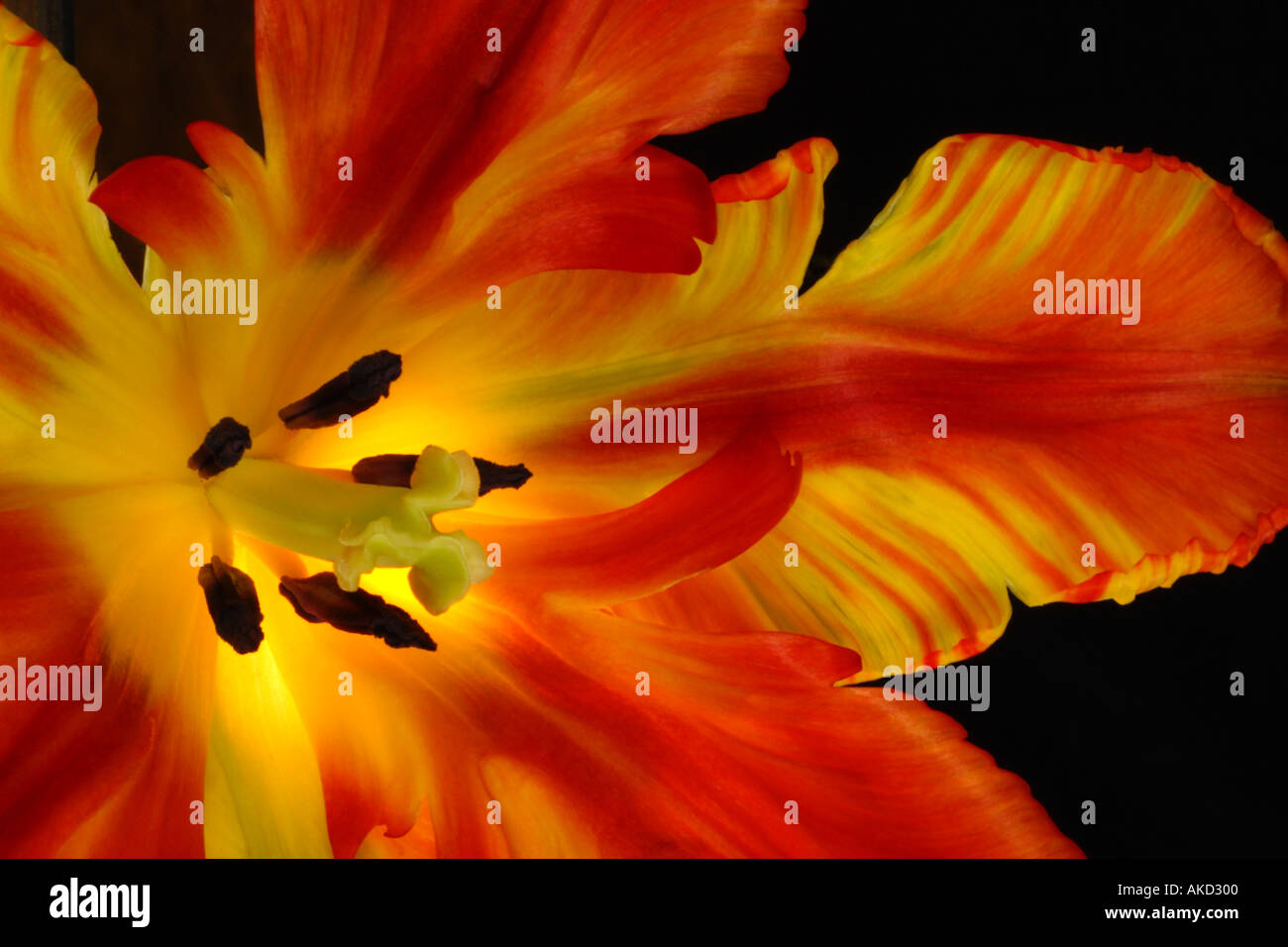 parrot tulip with flame like petals in red and yellow Stock Photo - Alamy