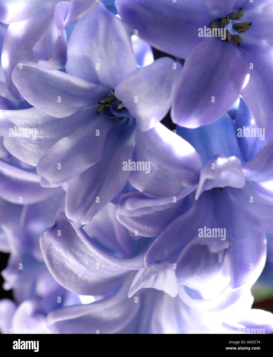Macro photograph of the bell shaped flowers of a blue hyacinth Stock ...